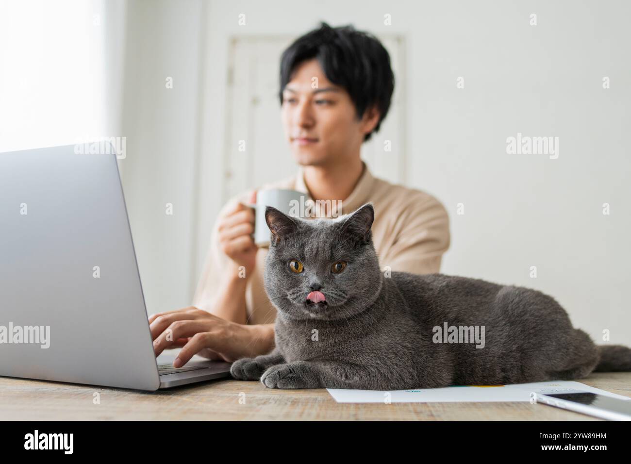 Man and cat working remotely Stock Photo - Alamy