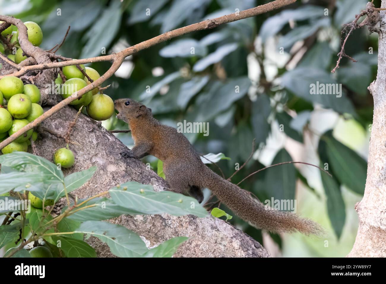 Hoary-bellied Himalayan Squirrel, Callosciurus pygerythrus, West Bengal ...