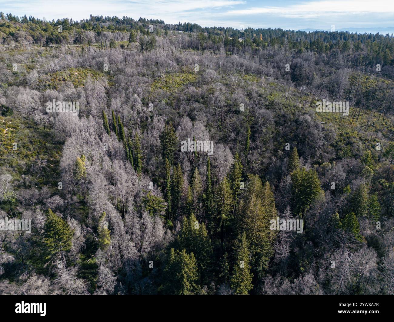 Year after the CZU Lightning Complex fire the aftermath of the fires is ...