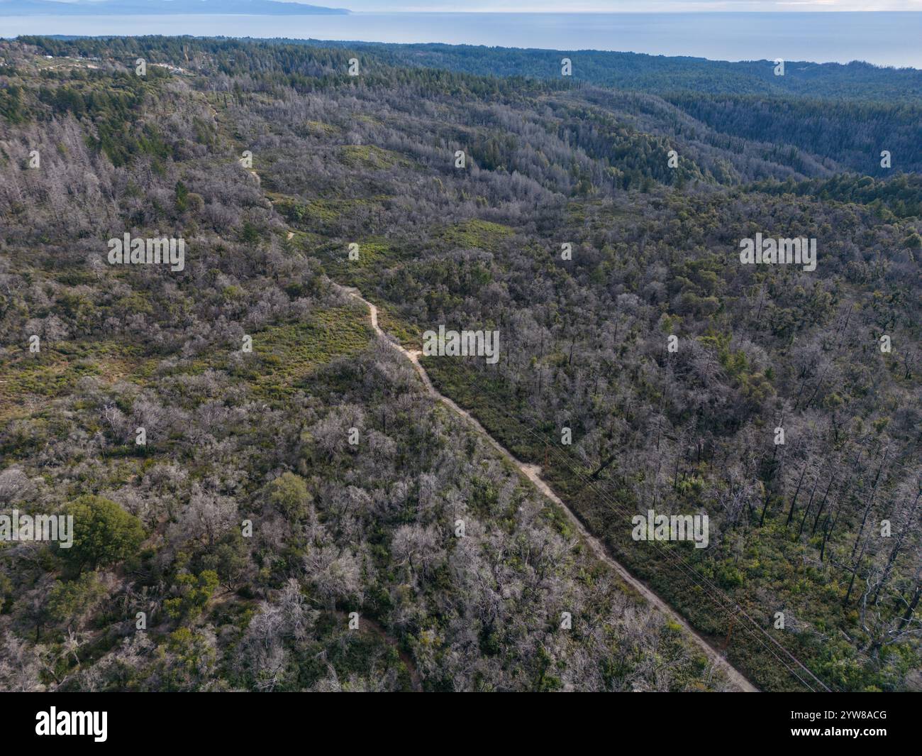 Year after the CZU Lightning Complex fire the aftermath of the fires is ...
