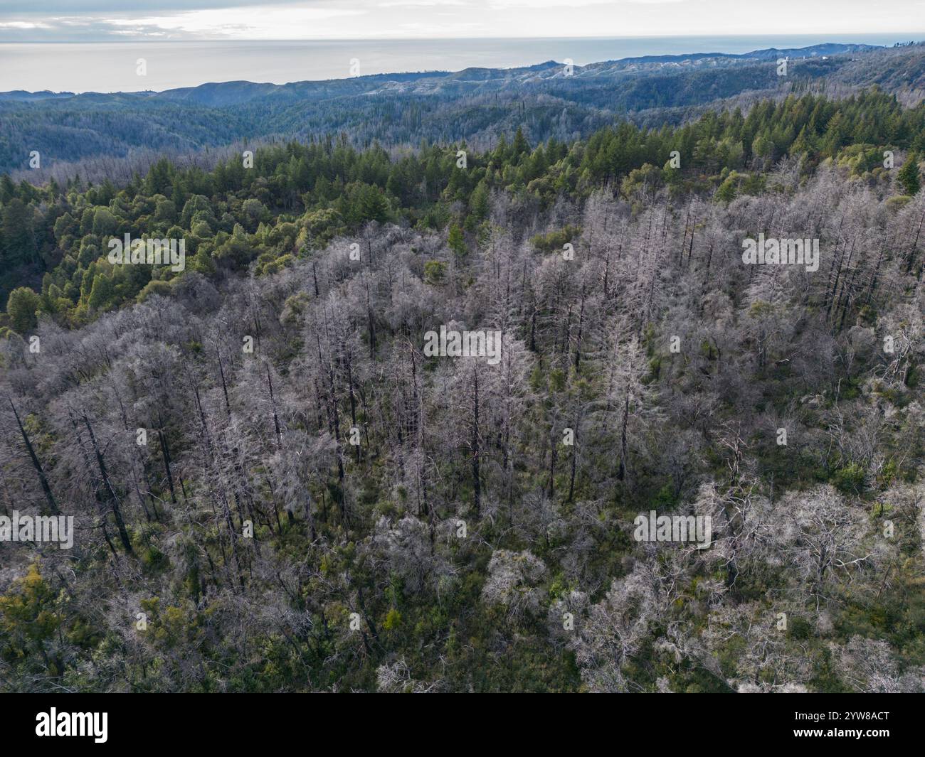 Year after the CZU Lightning Complex fire the aftermath of the fires is ...