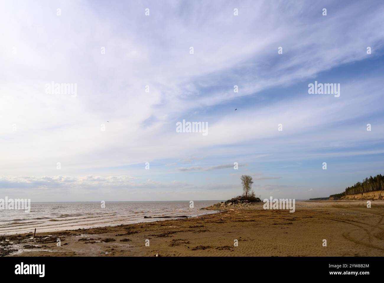 A wide sandy strip and lonely birch trees on a rocky cape on the ...