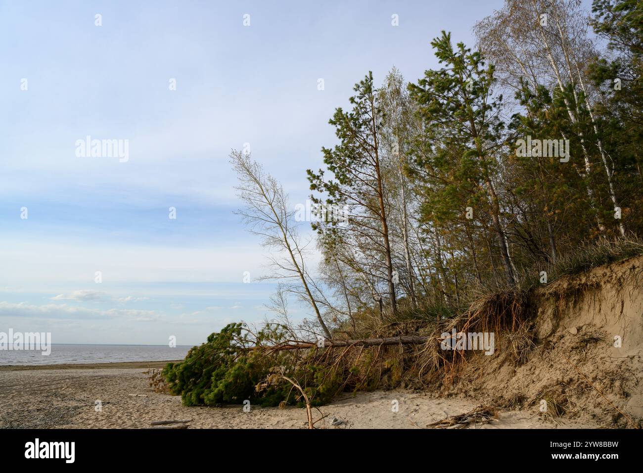 A high steep slope with a forest of pines and birches washed away by ...