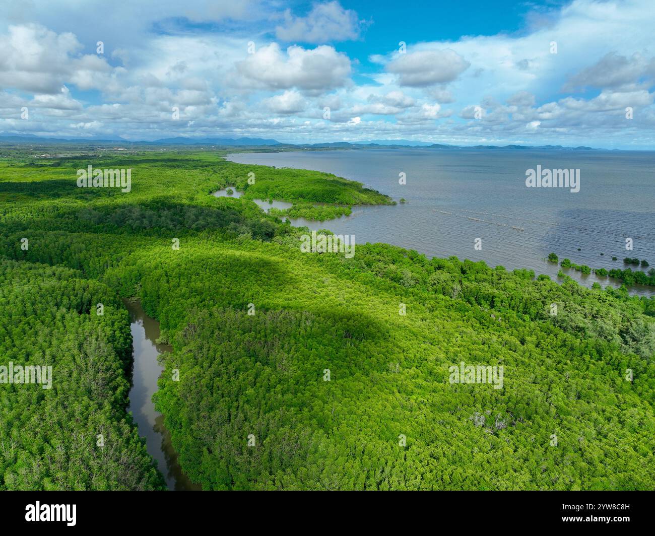 Green Mangrove Forest Carbon Sequestration And Storage Blue Carbon Ecosystem Mitigation Of