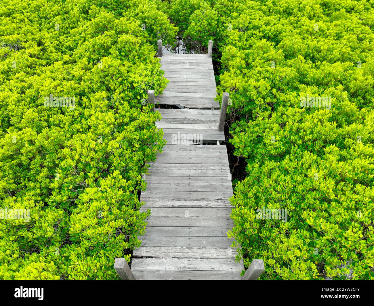 Aerial view lush green mangrove forest. Wooden bridges for natural ...
