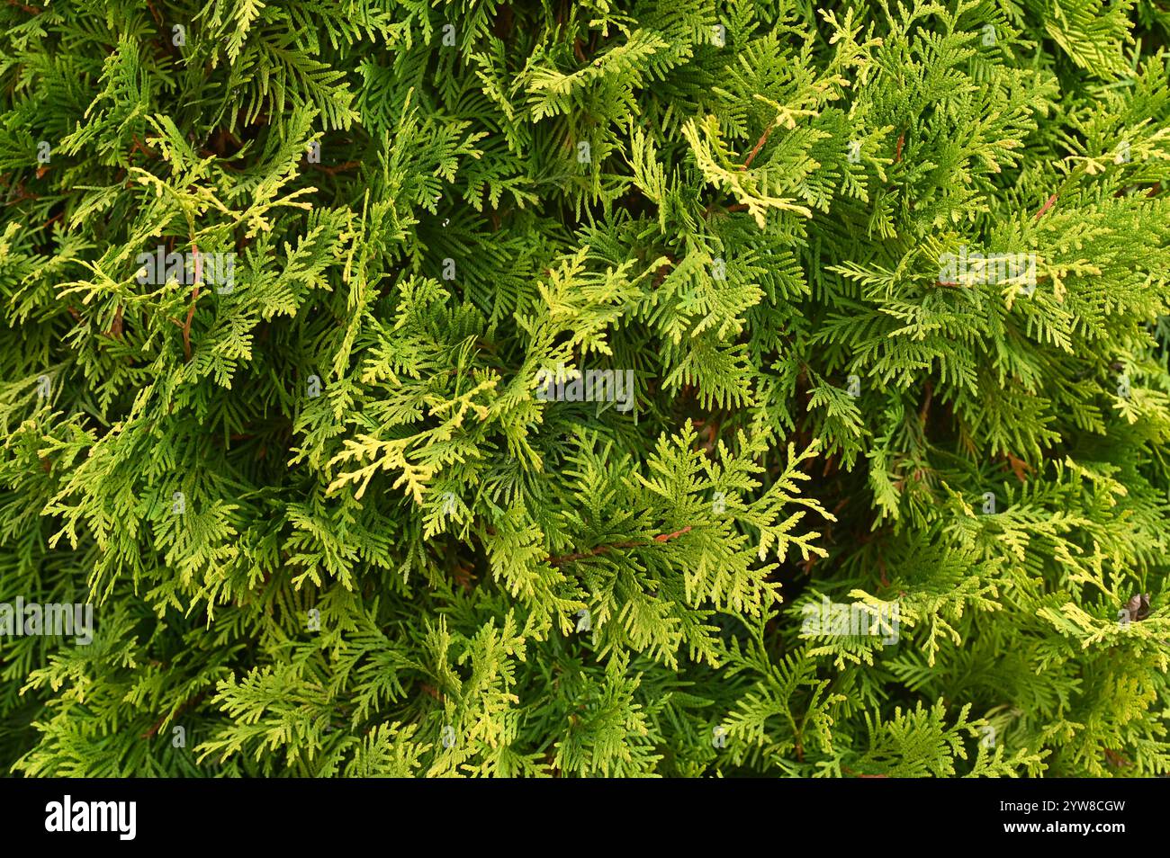 thuja green textured background. the tuya plant Stock Photo - Alamy