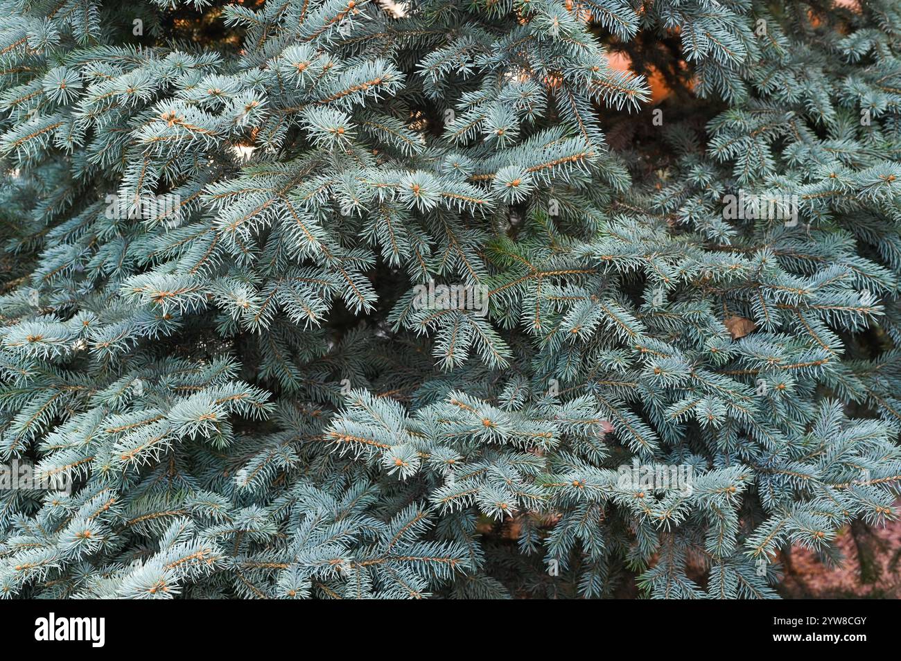 blue spruce close up background Stock Photo - Alamy