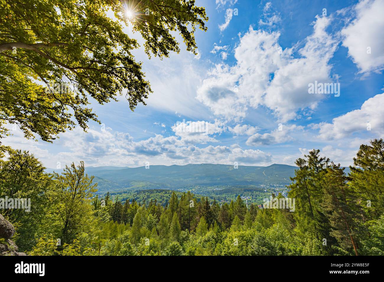 Captivating view lush green forest hi-res stock photography and images ...