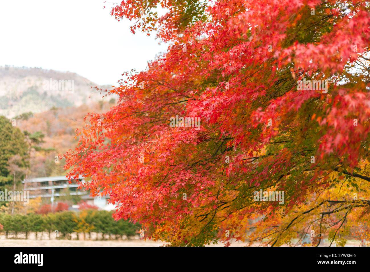 Maple leaves, autumn colors in Japan, Fall foliage season Stock Photo ...