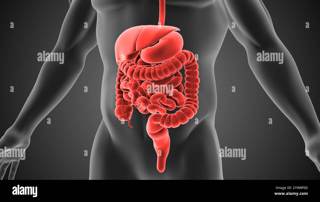 Human body reproductive system hi-res stock photography and images - Alamy