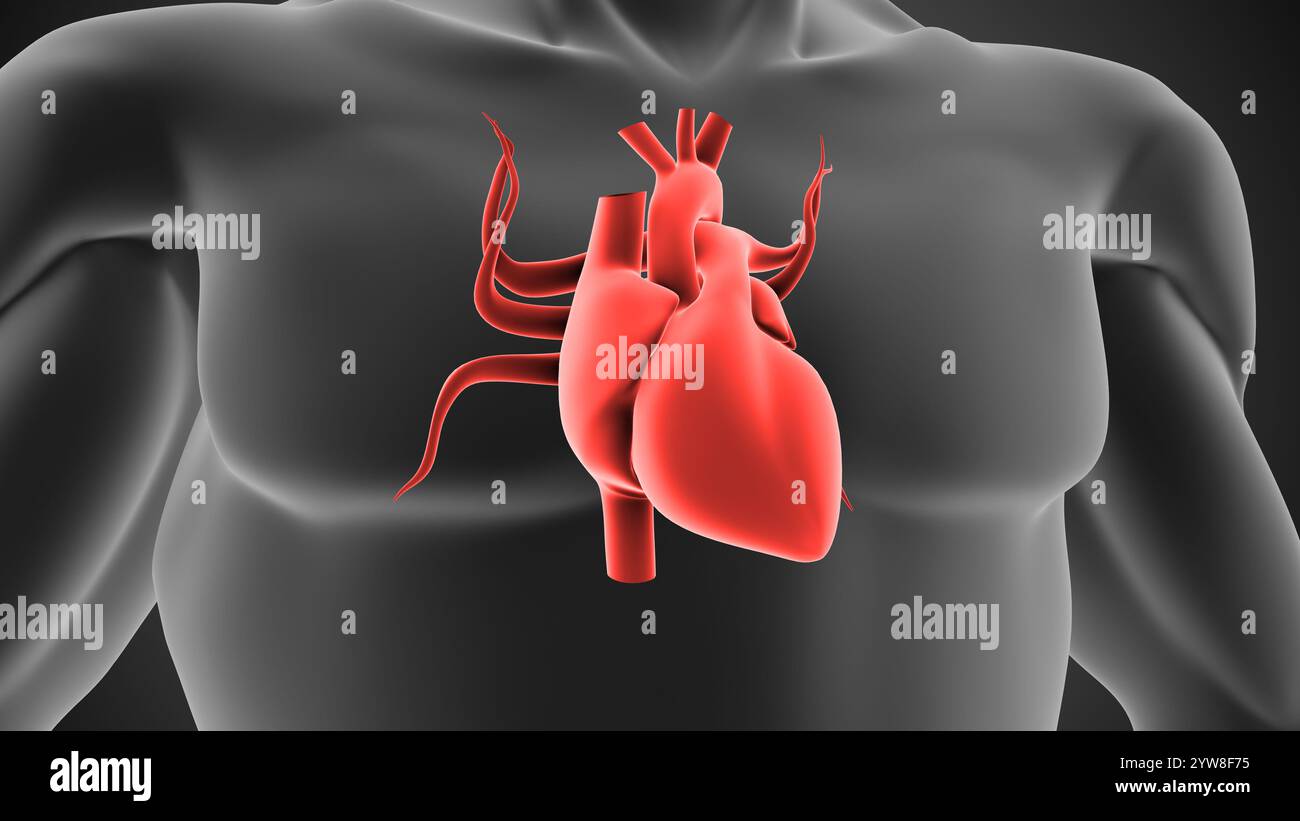 Human heart cut out hi-res stock photography and images - Alamy