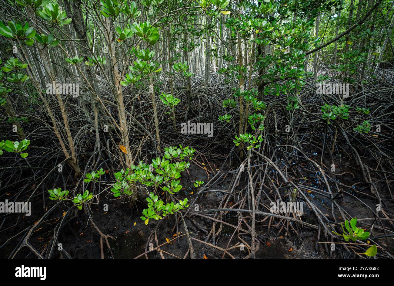 Lush mangrove forest with complex root system in coastal swamp. Wetland ...