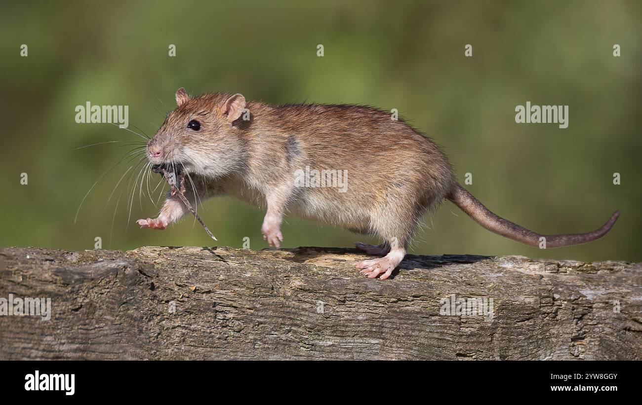 A wild brown rat scampers over the wooden fence with food in its mouth ...