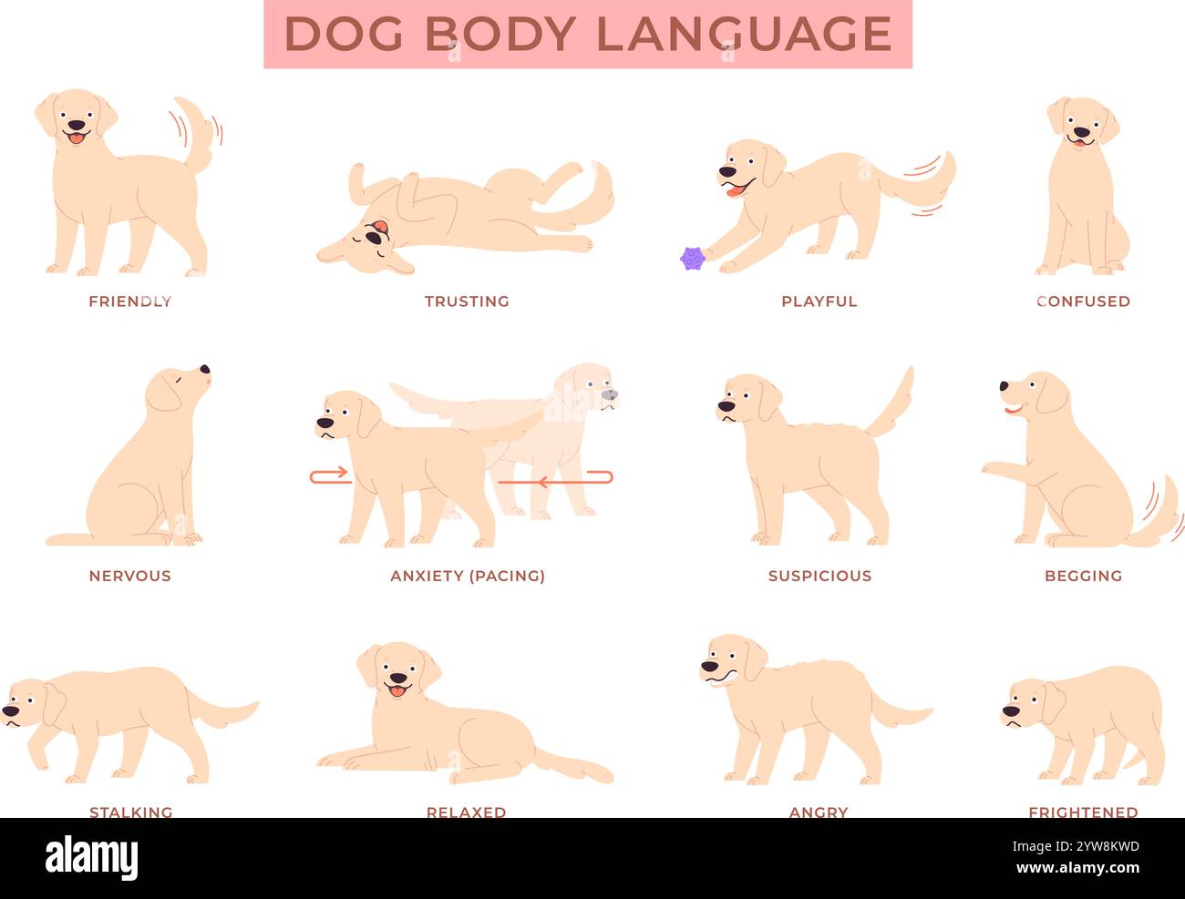 Dog language. Puppy behavior info poster. Cute labrador golden ...