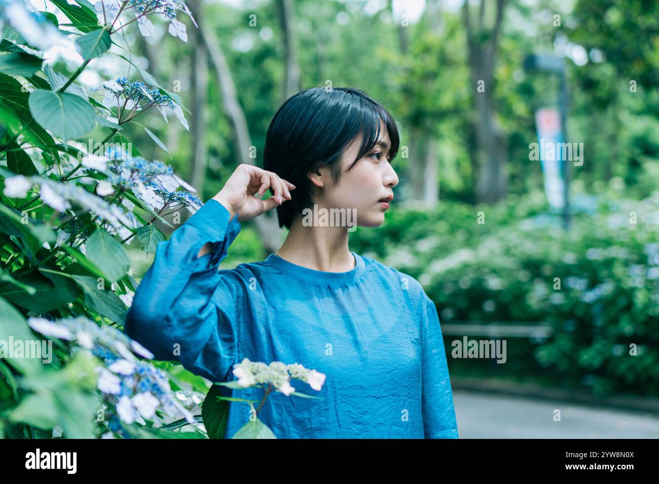 Hydrangea, woman, portrait Stock Photo - Alamy
