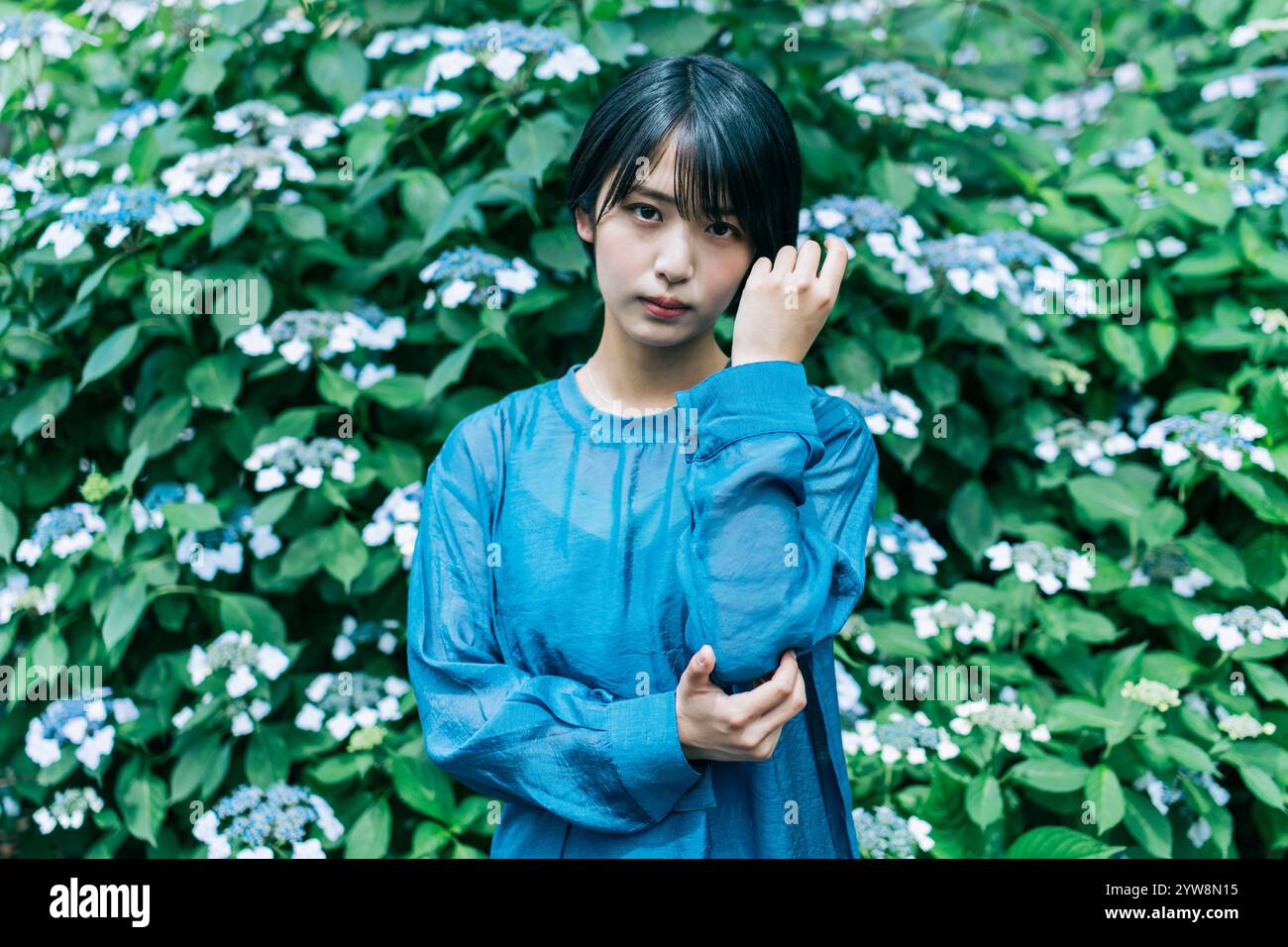 Hydrangea, woman, portrait Stock Photo - Alamy