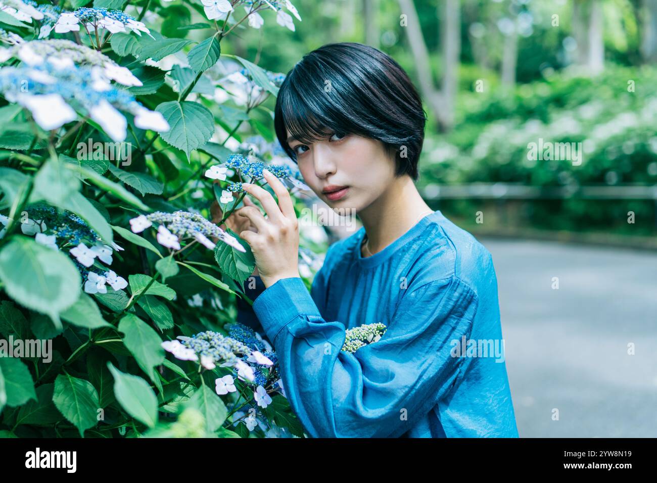 Hydrangea, woman, portrait Stock Photo - Alamy