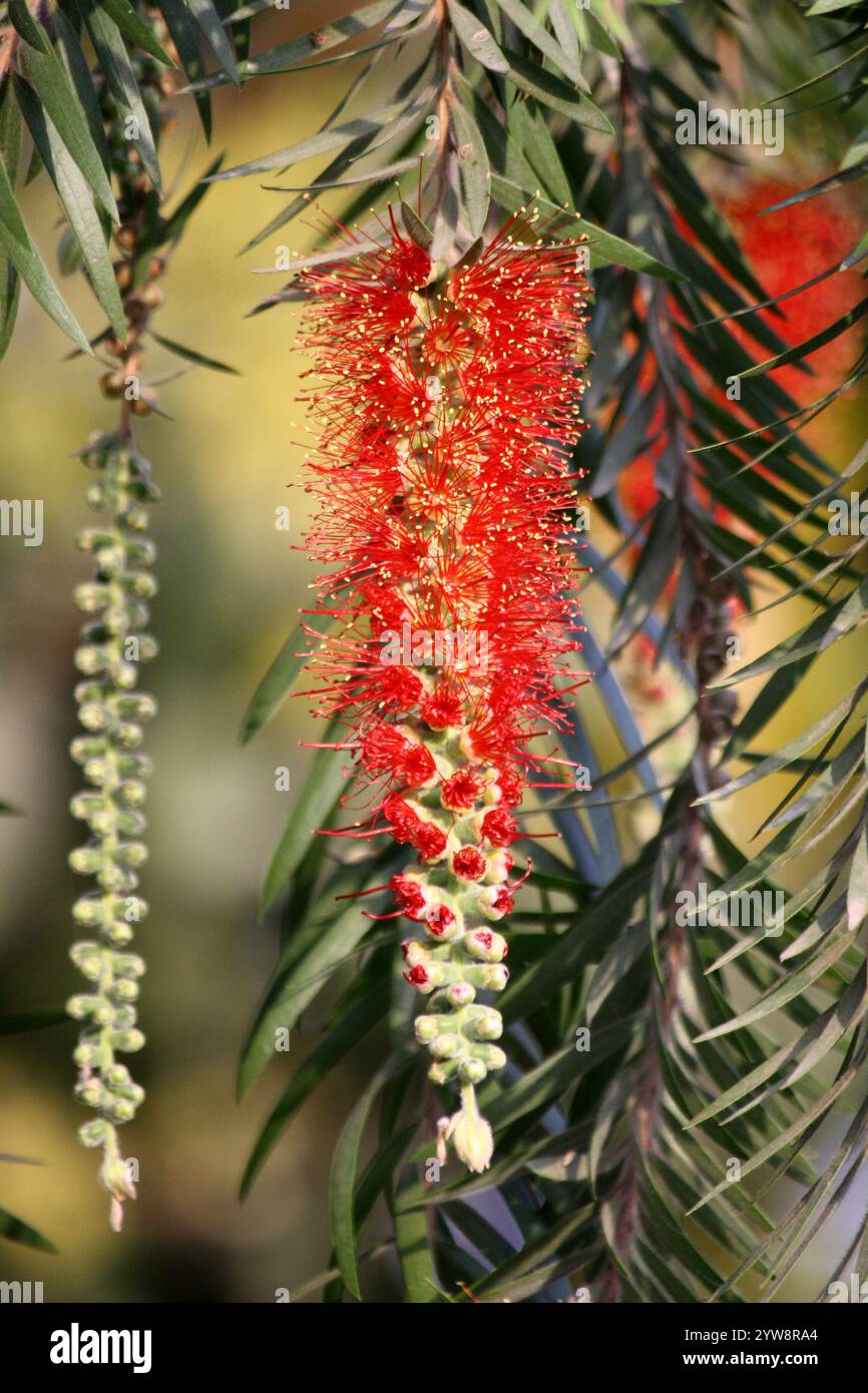 Bright red flowers of Weeping bottlebrush (Melaleuca viminalis) are arranged in spikes on and ...