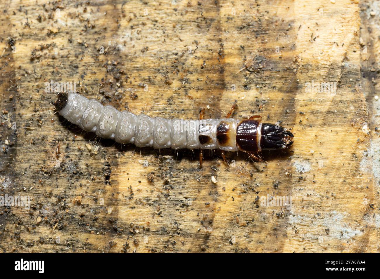 Detailed beetle larva hi-res stock photography and images - Alamy