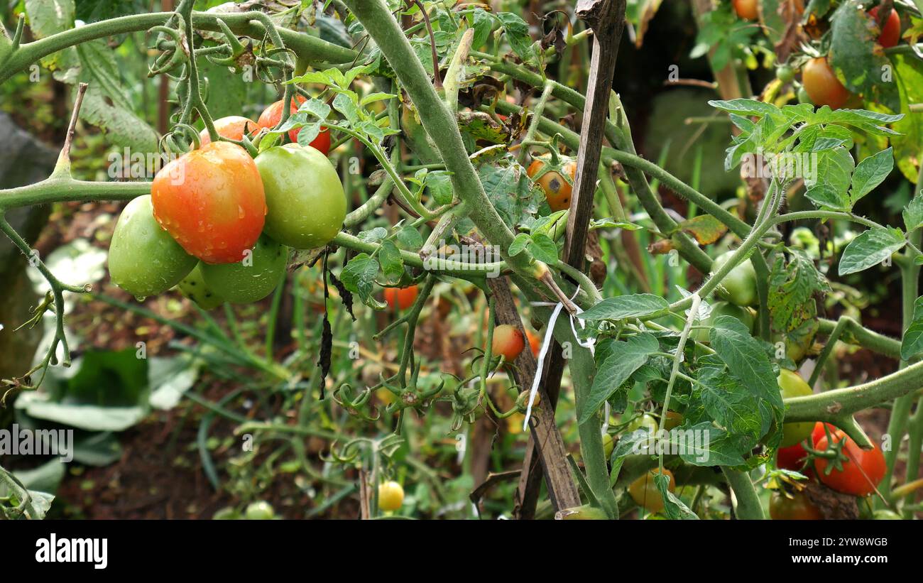 Various color of tomatoes, from green to red, are visible on this plant ...