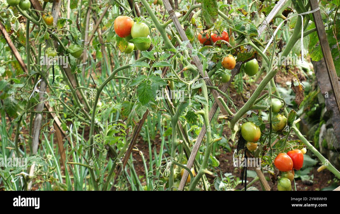 Various color of tomatoes, from green to red, are visible on this plant ...