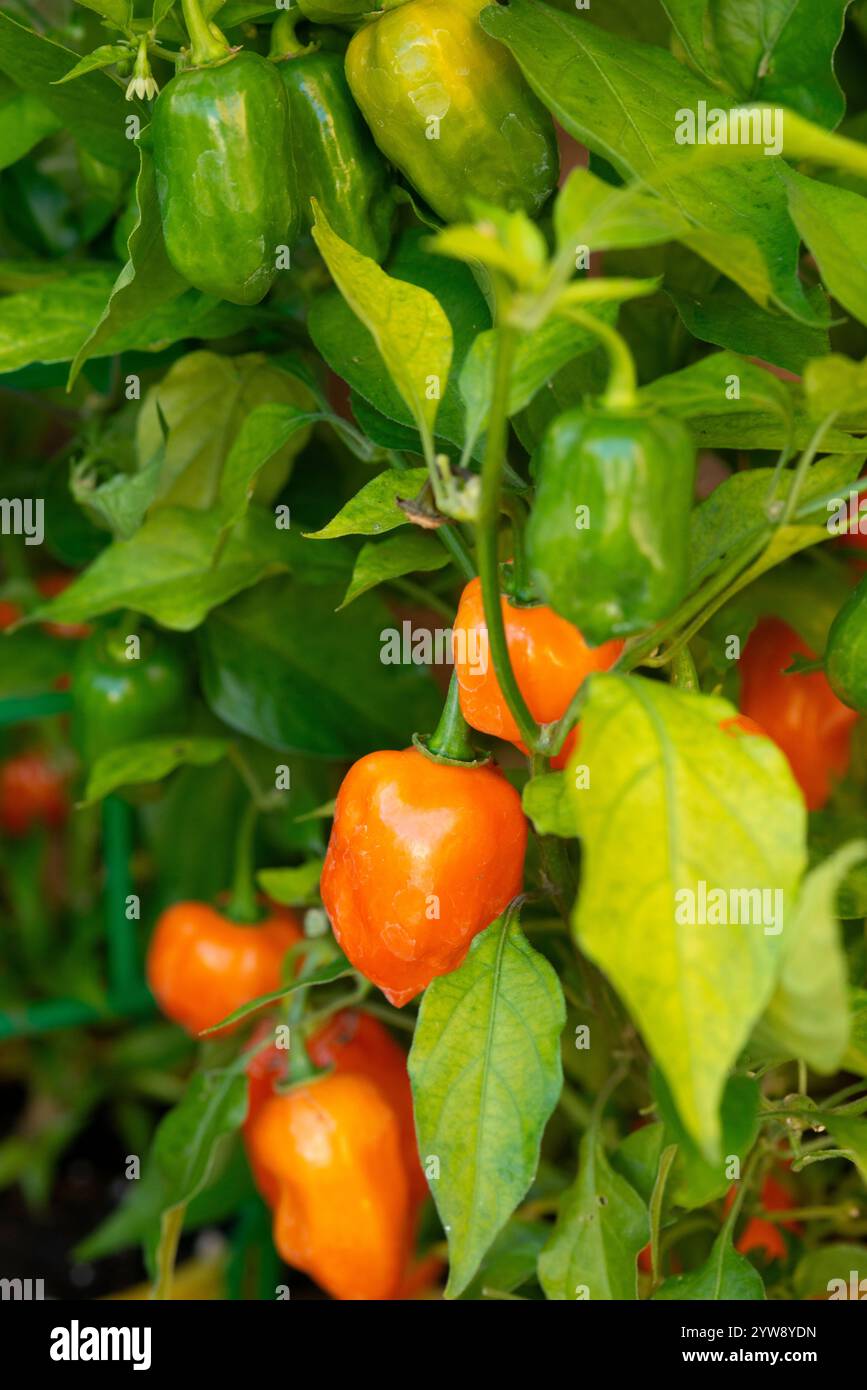 Orange Habanero Chilli Pepper, Capsicum Chinense Stock Photo - Alamy