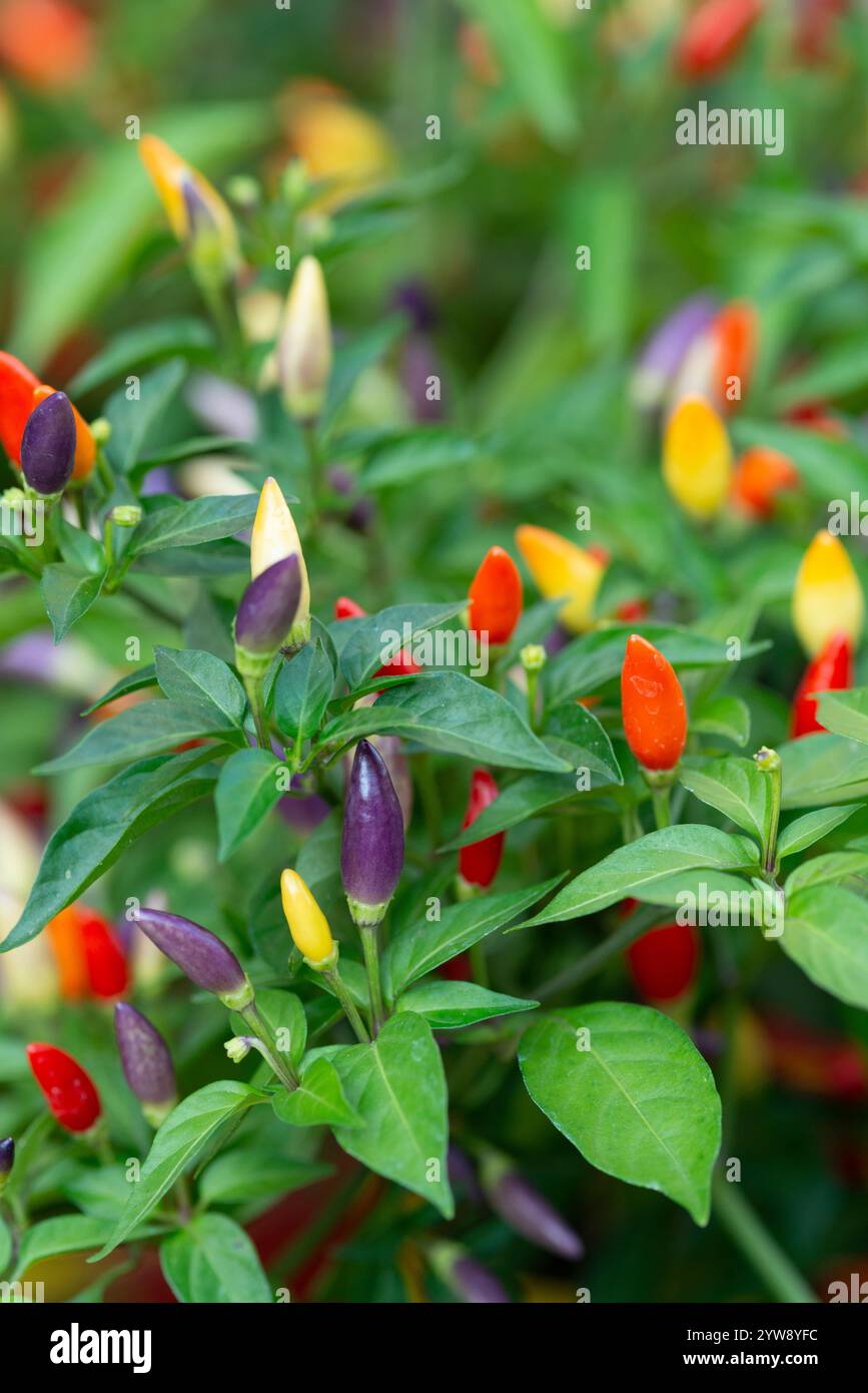 Rainbow Multicolor Chili Peppers, Capsicum Annuum Stock Photo - Alamy
