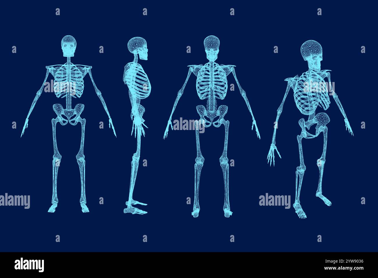 3d illustration pelvis part Stock Vector Images - Alamy