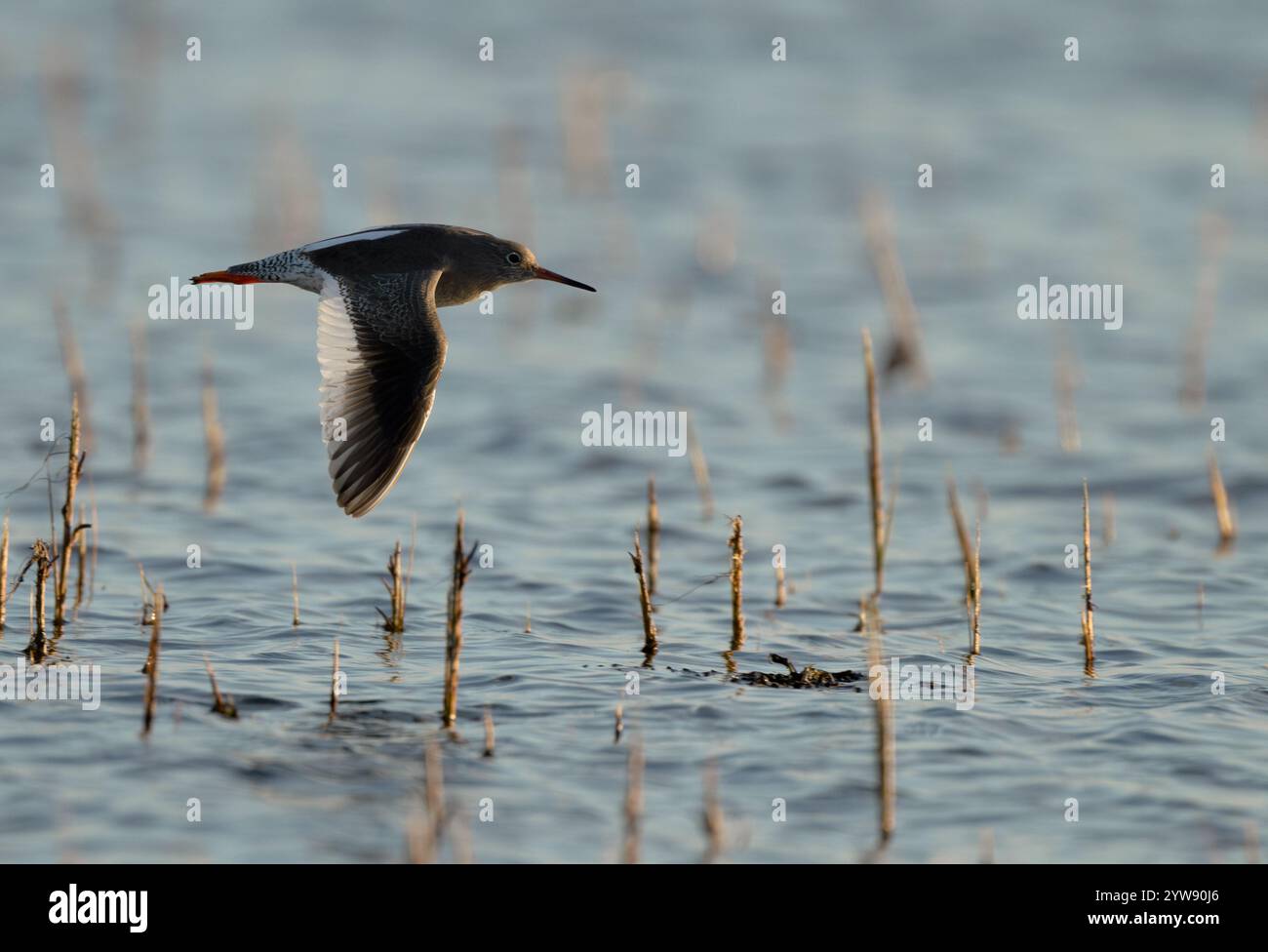 Common Redshank (Tringa totanus) flying low over saltmarsh ...