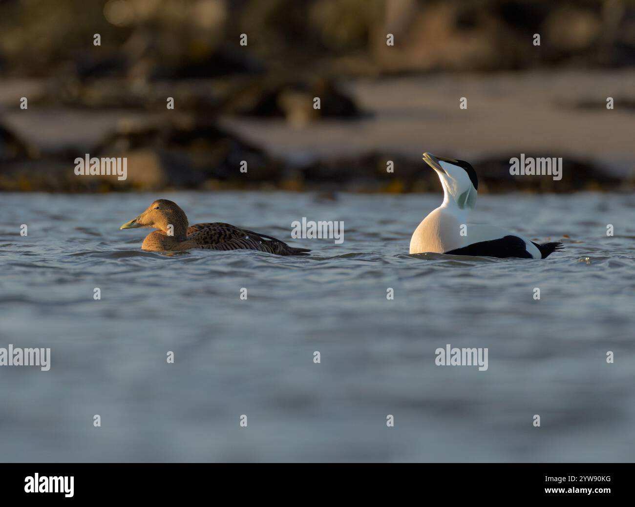 Male & female Eider ducks (Somateria mollissima), Lindisfarne Stock ...