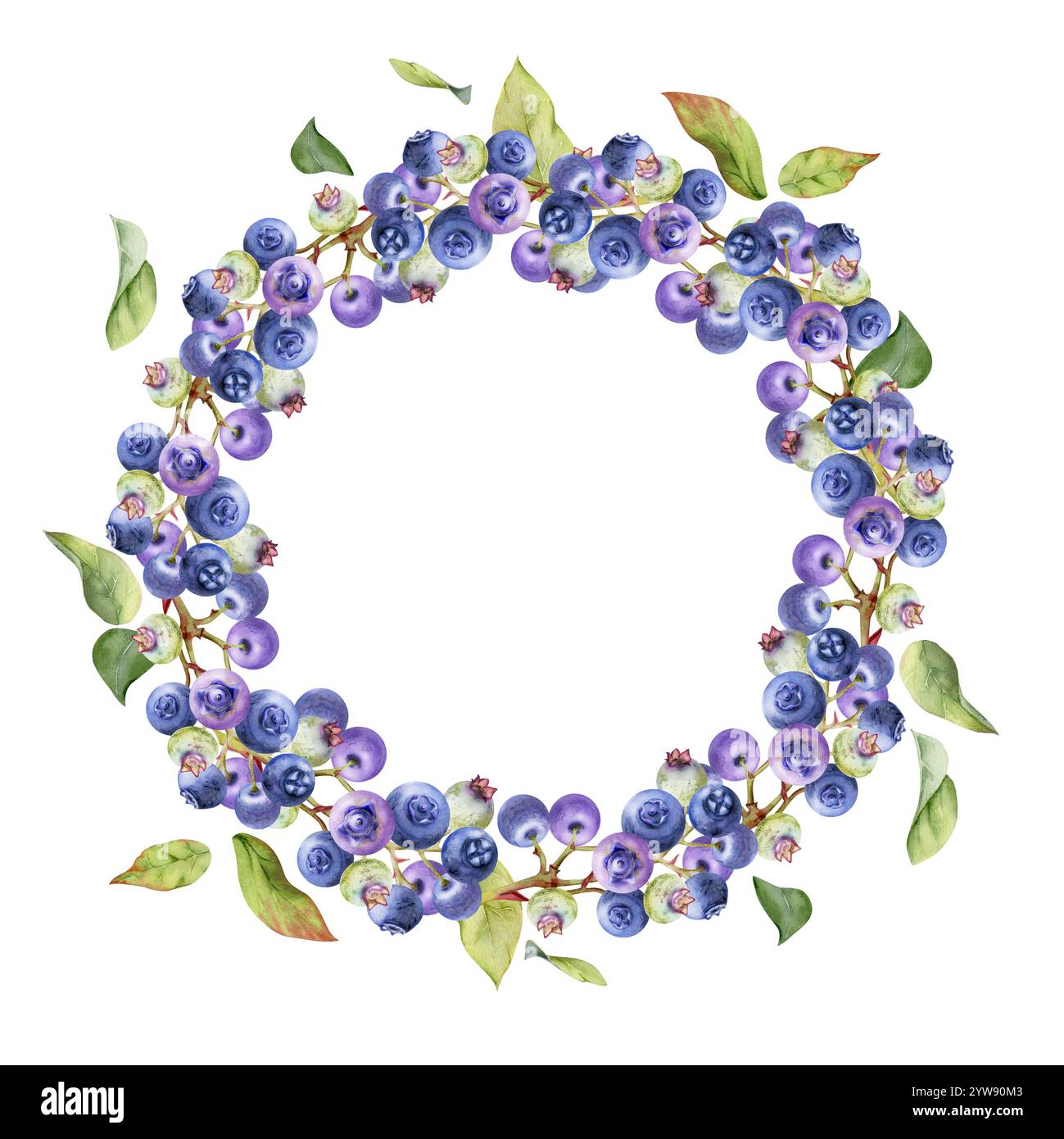 Blueberry blackberry cluster with green leaves on branch, ripe forest ...