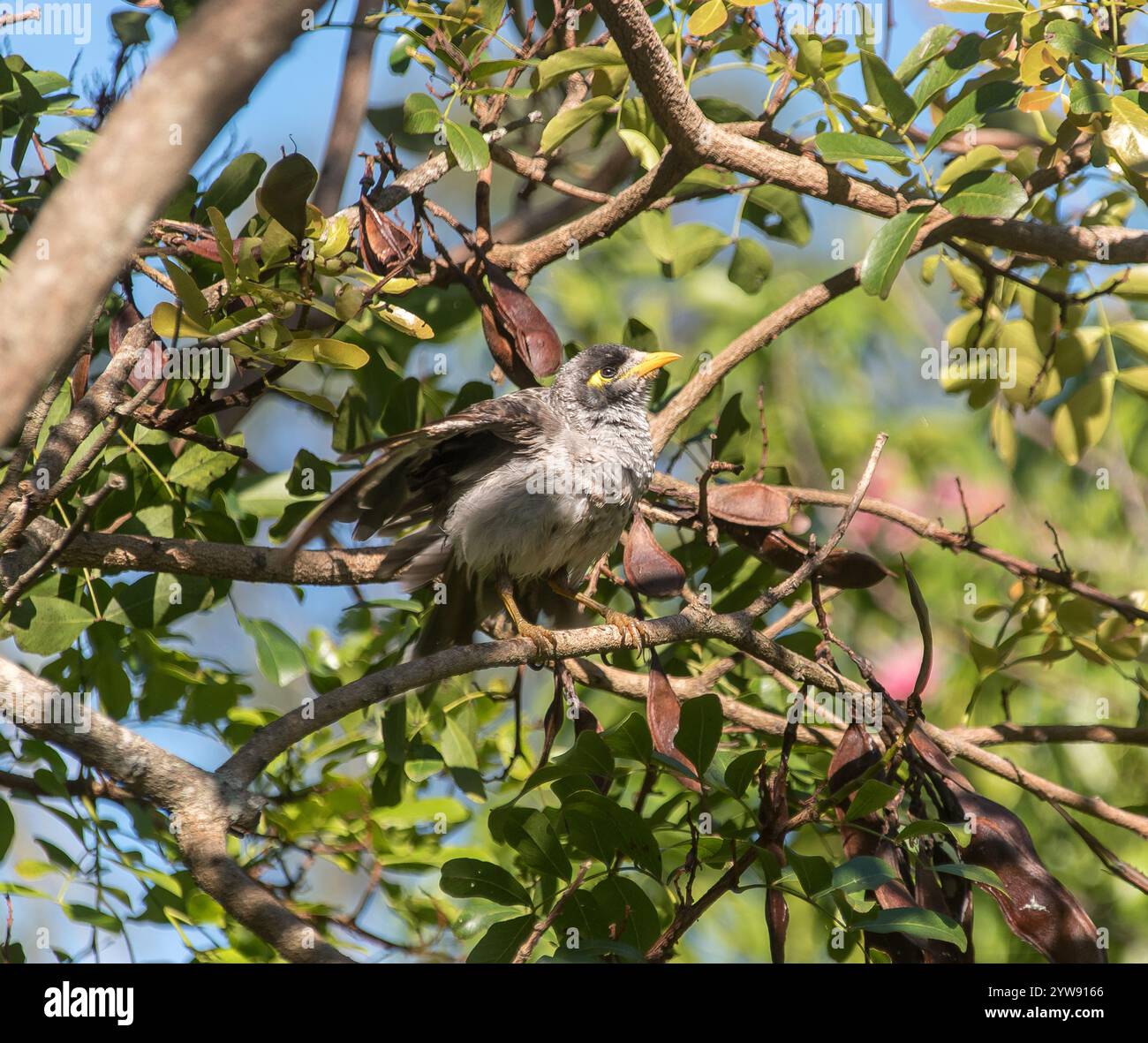 Young Australian Noisy Miner, Manorina melanocephala, drying off after ...