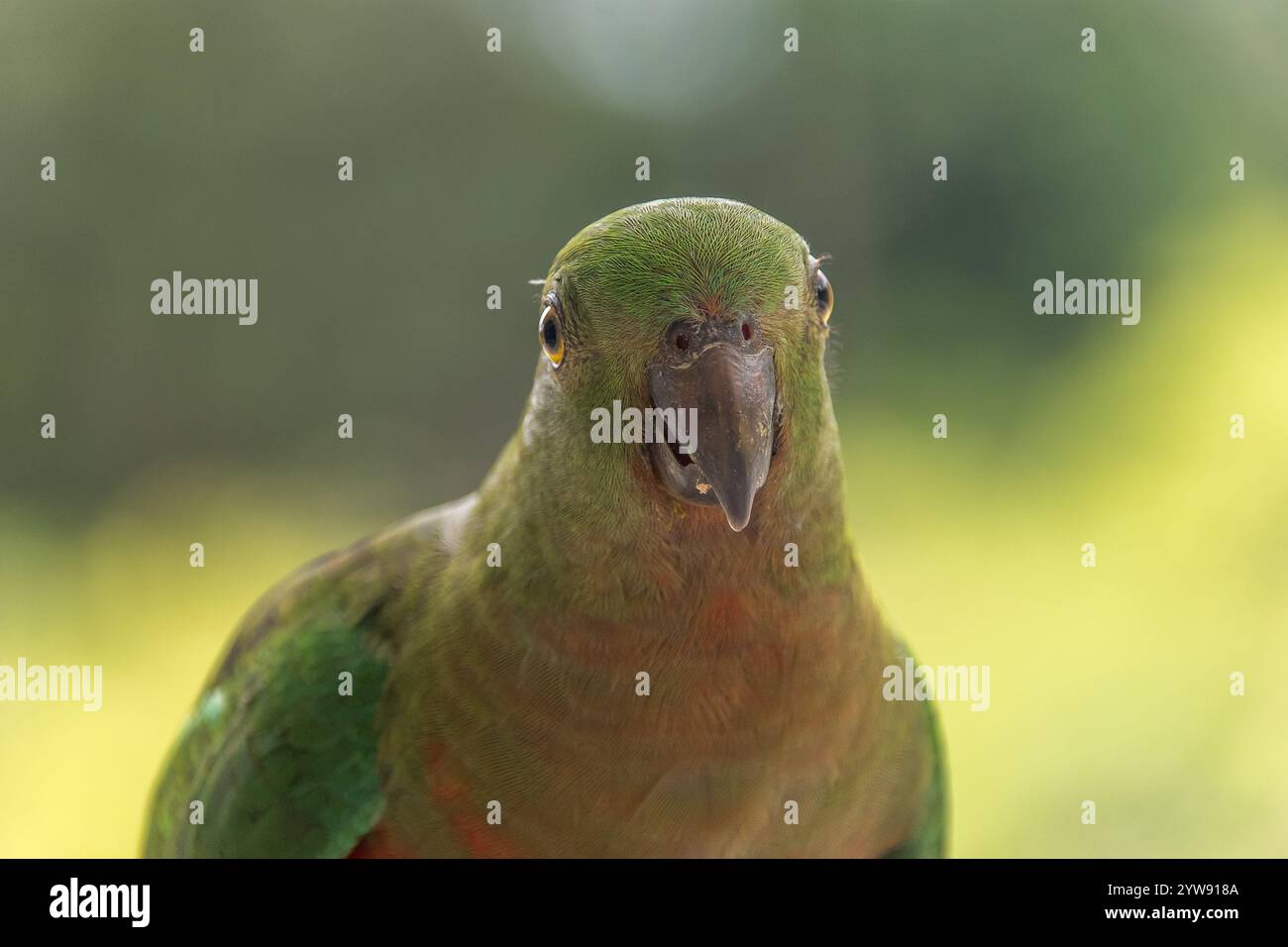 Head and shoulders of wild female Australian King Parrot, alisterus ...