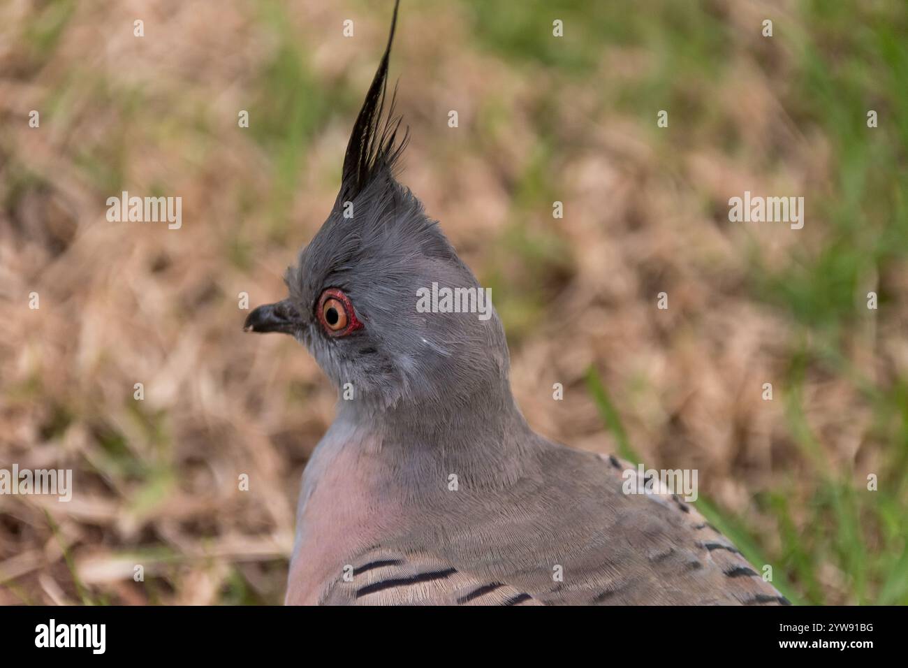 Head and shoulders of Australian Crested Pigeon, Ocyphaps lophotes, on ...