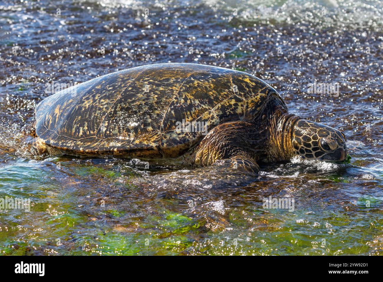 Green turtle lying on rocks hi-res stock photography and images - Alamy