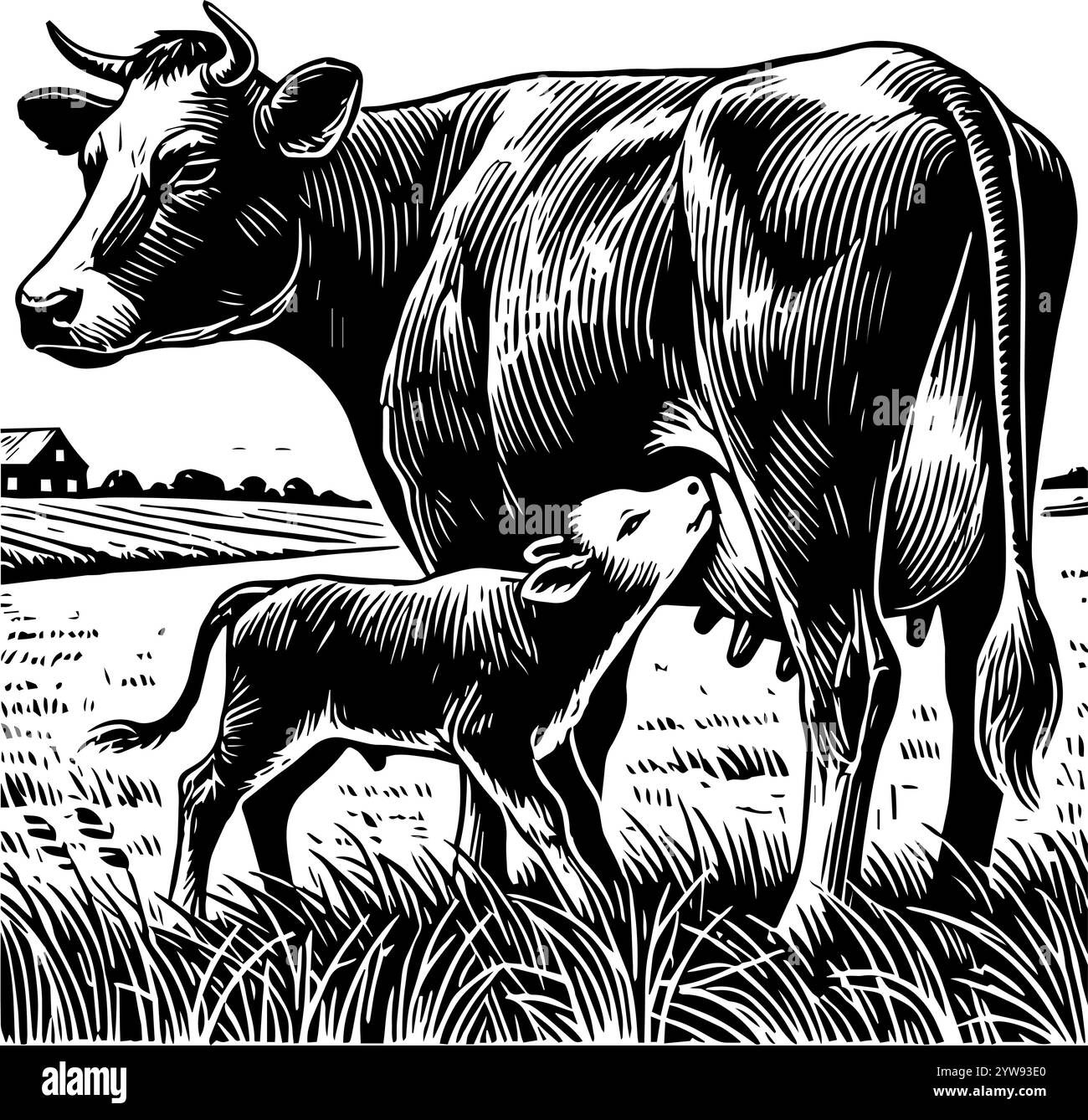 Black and white illustration of a cow is nursing her calf, which is ...