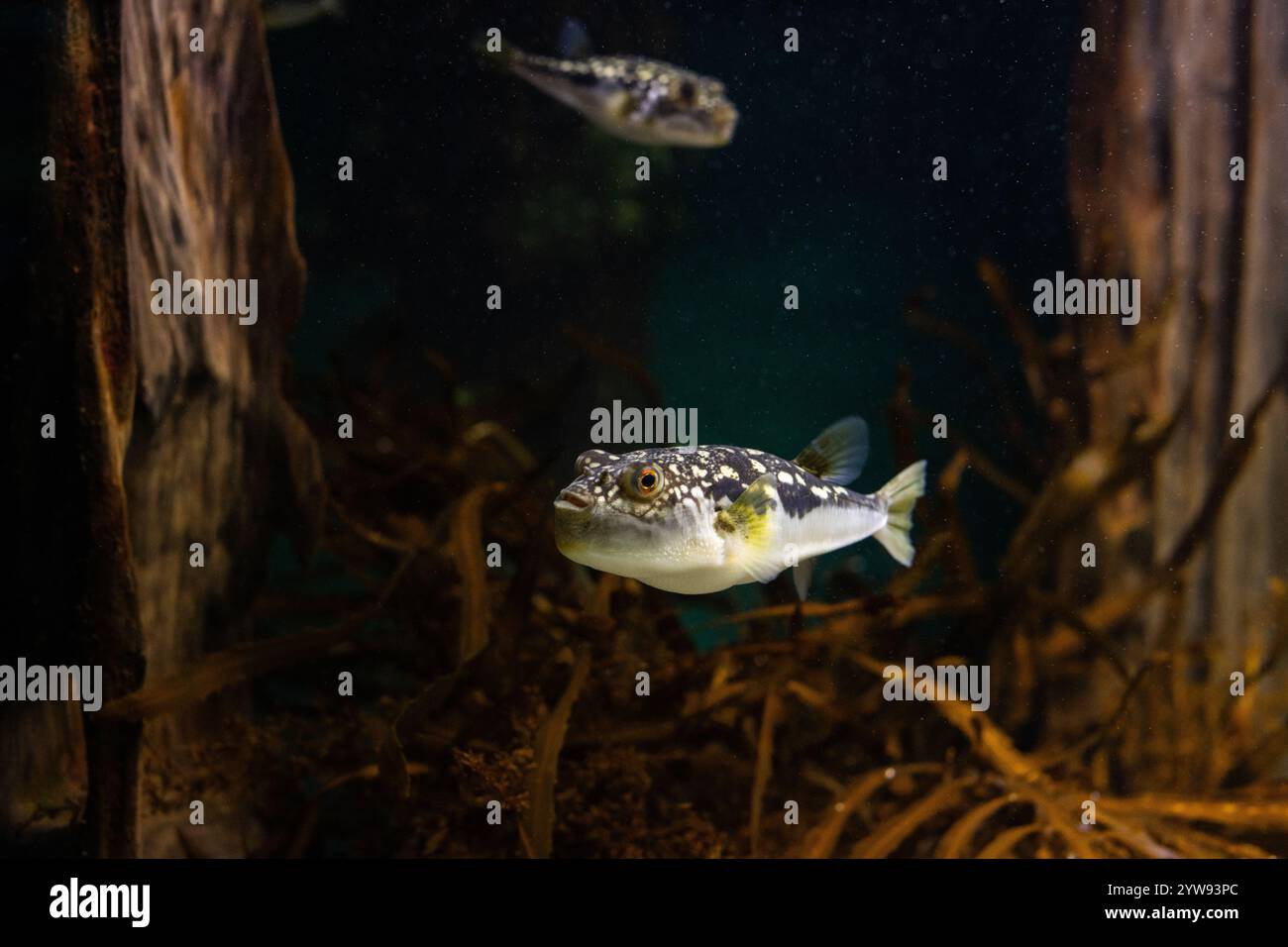 a grass puffer fish at Cape towns two oceans aquarium Stock Photo - Alamy