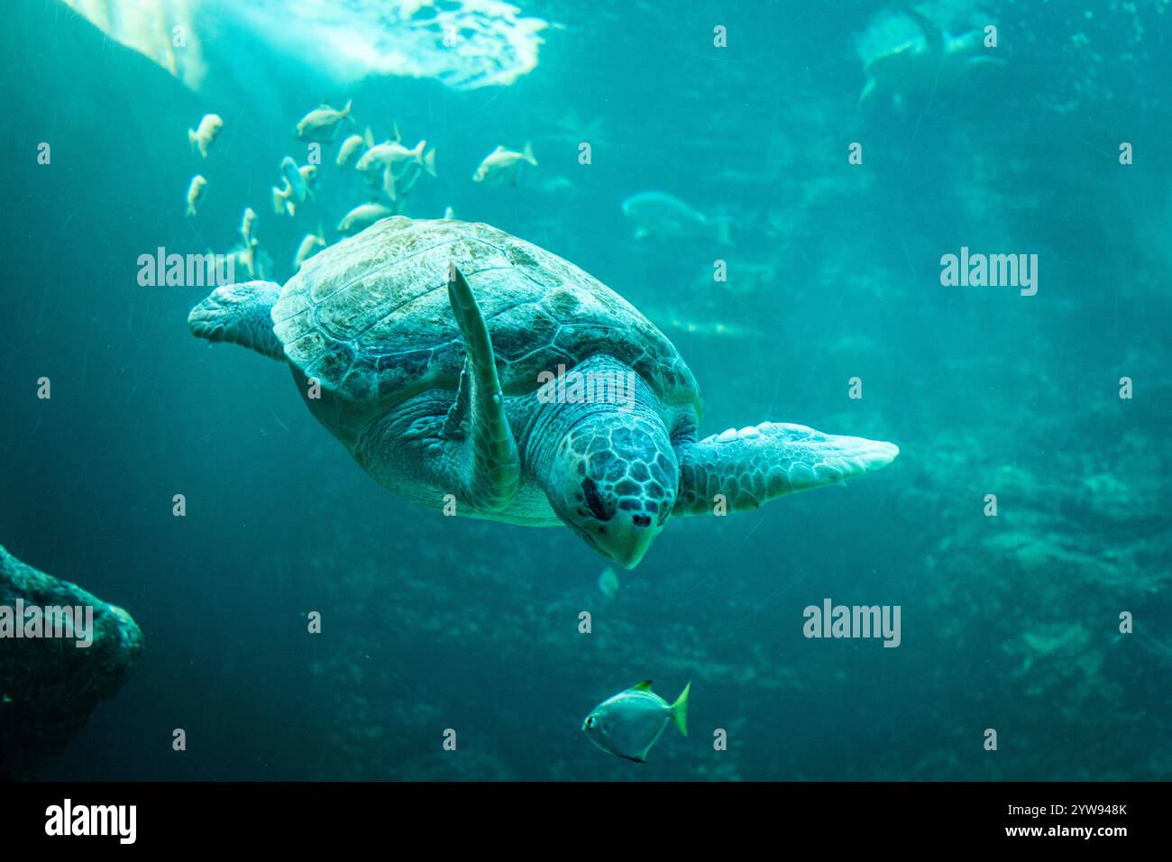 a sea turtle at the Cape Town Two oceans aquarium Stock Photo - Alamy