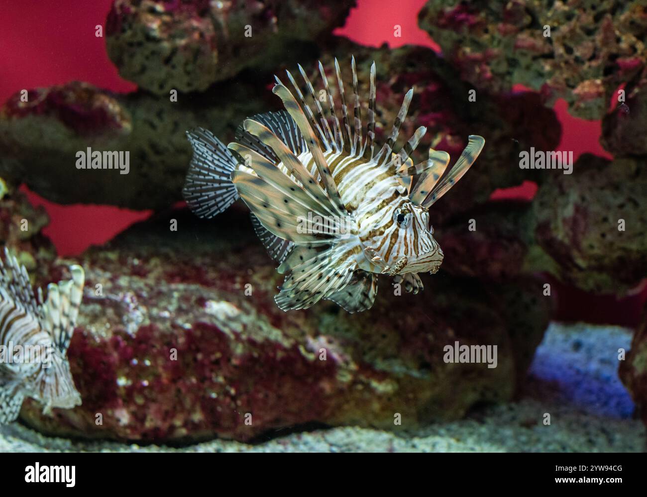 Red sea lion fish octopus hi-res stock photography and images - Alamy