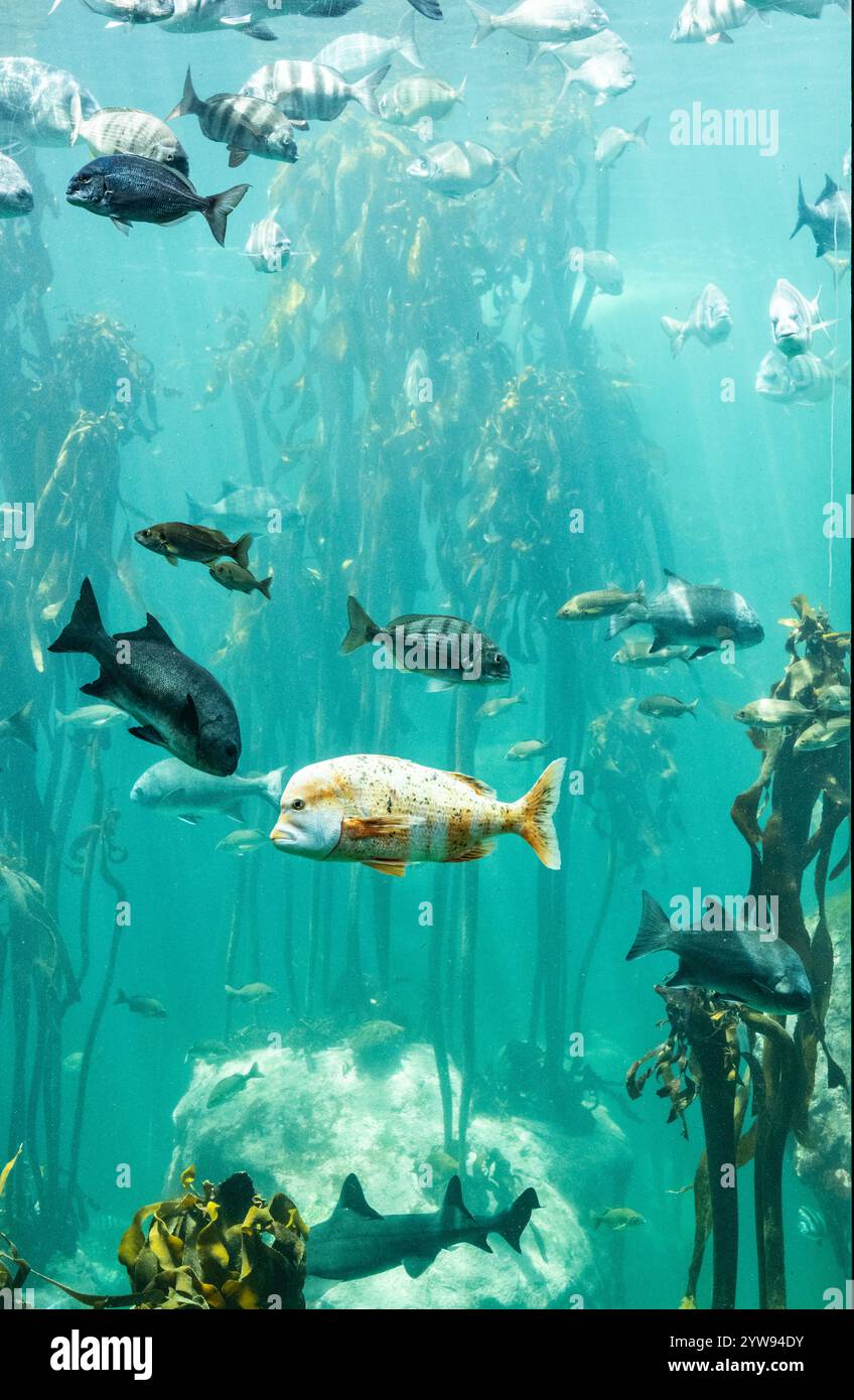 a Red stumpnose, native to South Africa and the Indian Ocean, in an ...