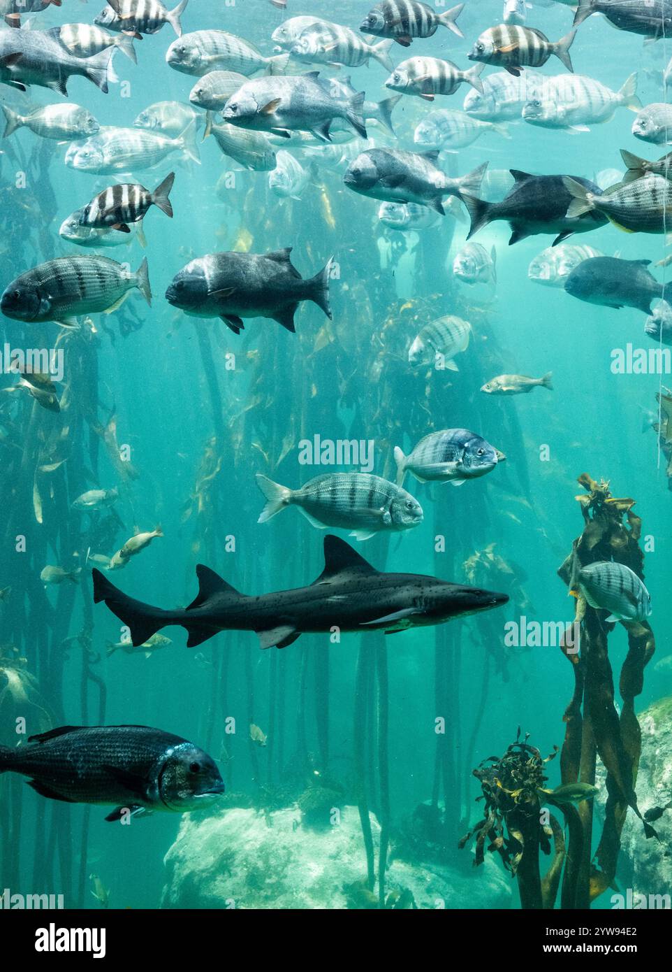 A spotted Gully shark at Cape Town's 2 oceans aquarium Stock Photo - Alamy