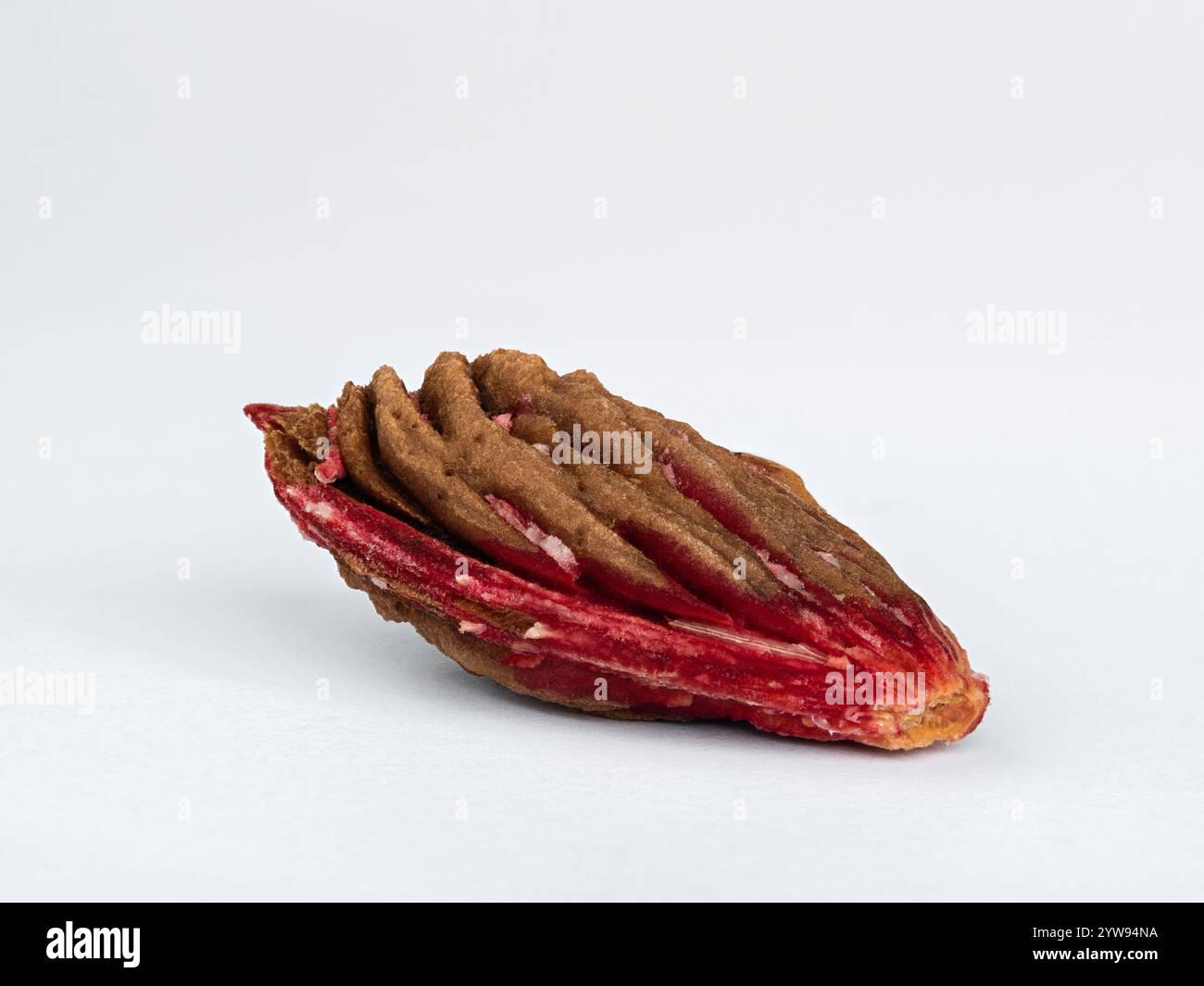 Peach pit isolated on white background Stock Photo - Alamy