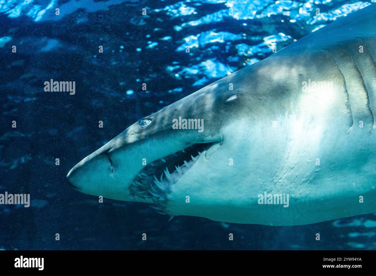 Sand tiger shark at the Cape Town's 2 oceans aquarium Stock Photo - Alamy