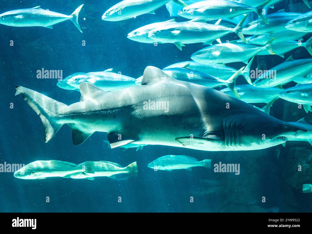 Sand tiger shark at the Cape Town's 2 oceans aquarium Stock Photo - Alamy