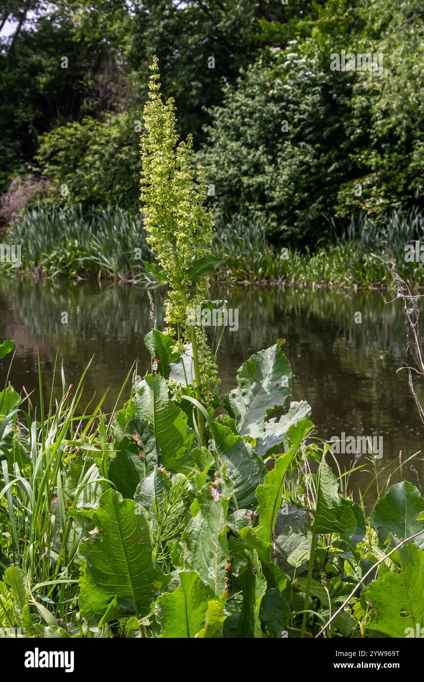 Part of a sorrel bush Rumex confertus growing in the wild with dry ...
