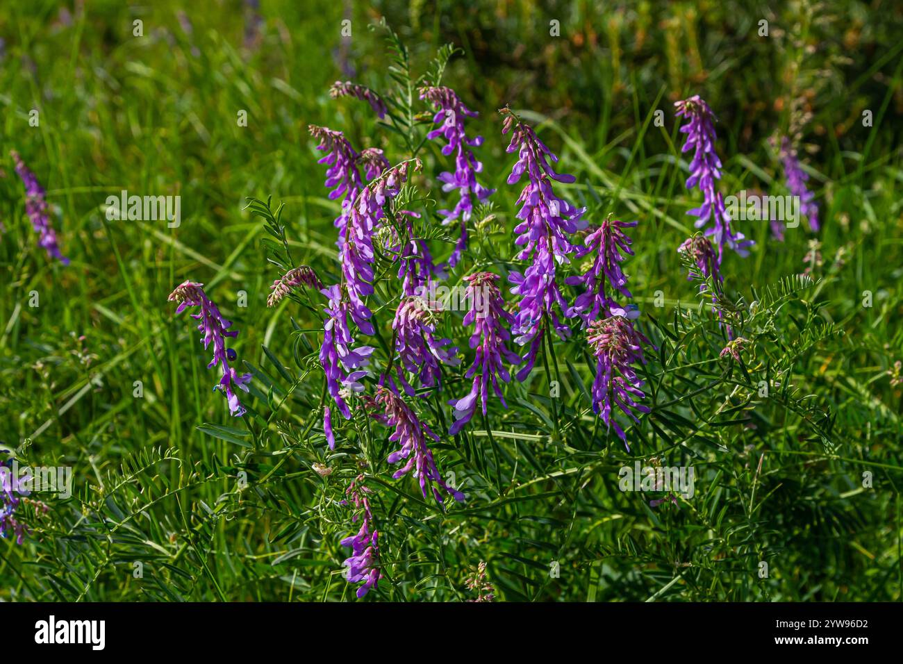 Vetch, vicia cracca valuable honey plant, fodder, and medicinal plant ...