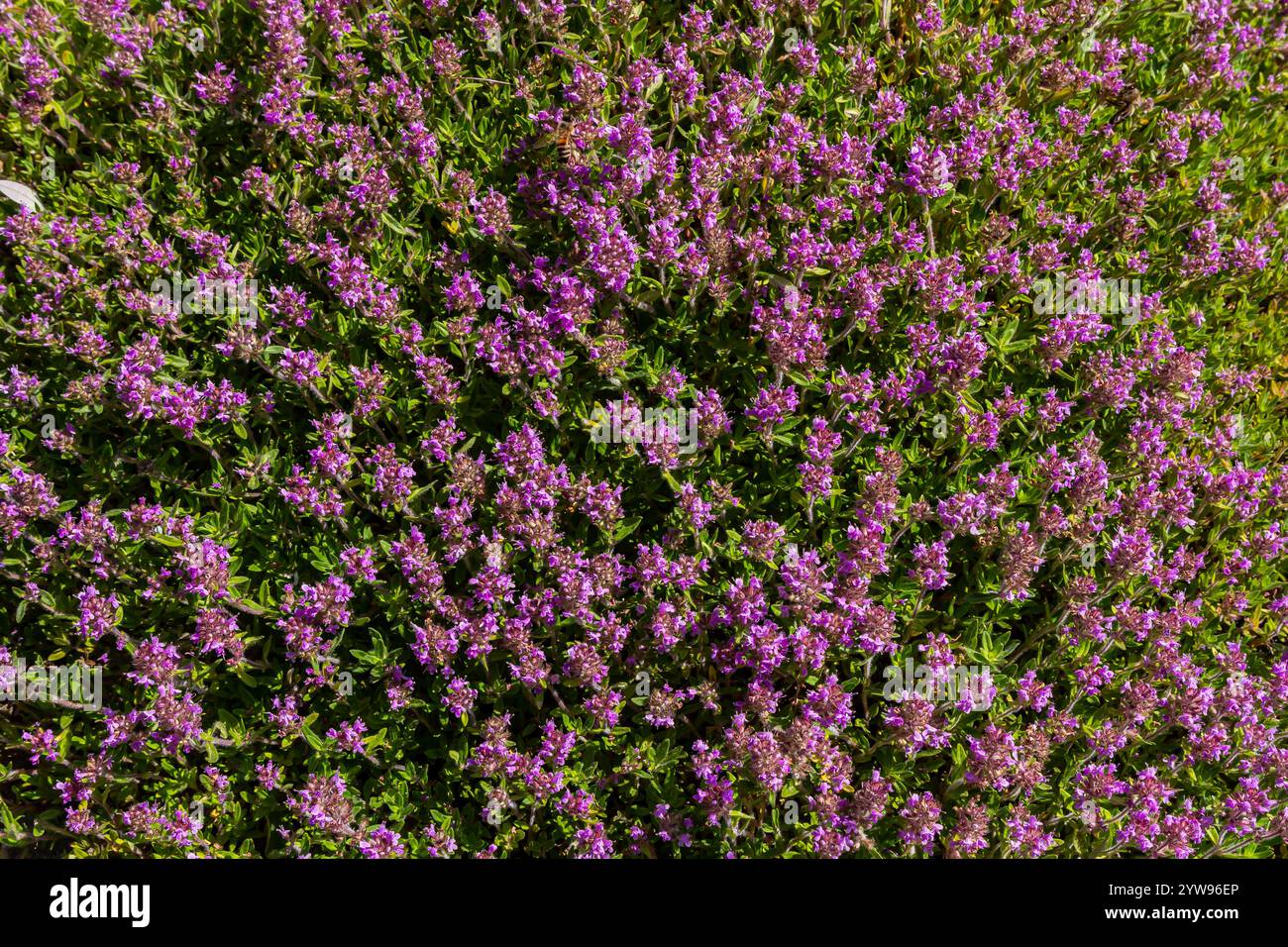 Blossoming fragrant Thymus serpyllum, Breckland wild thyme, creeping ...