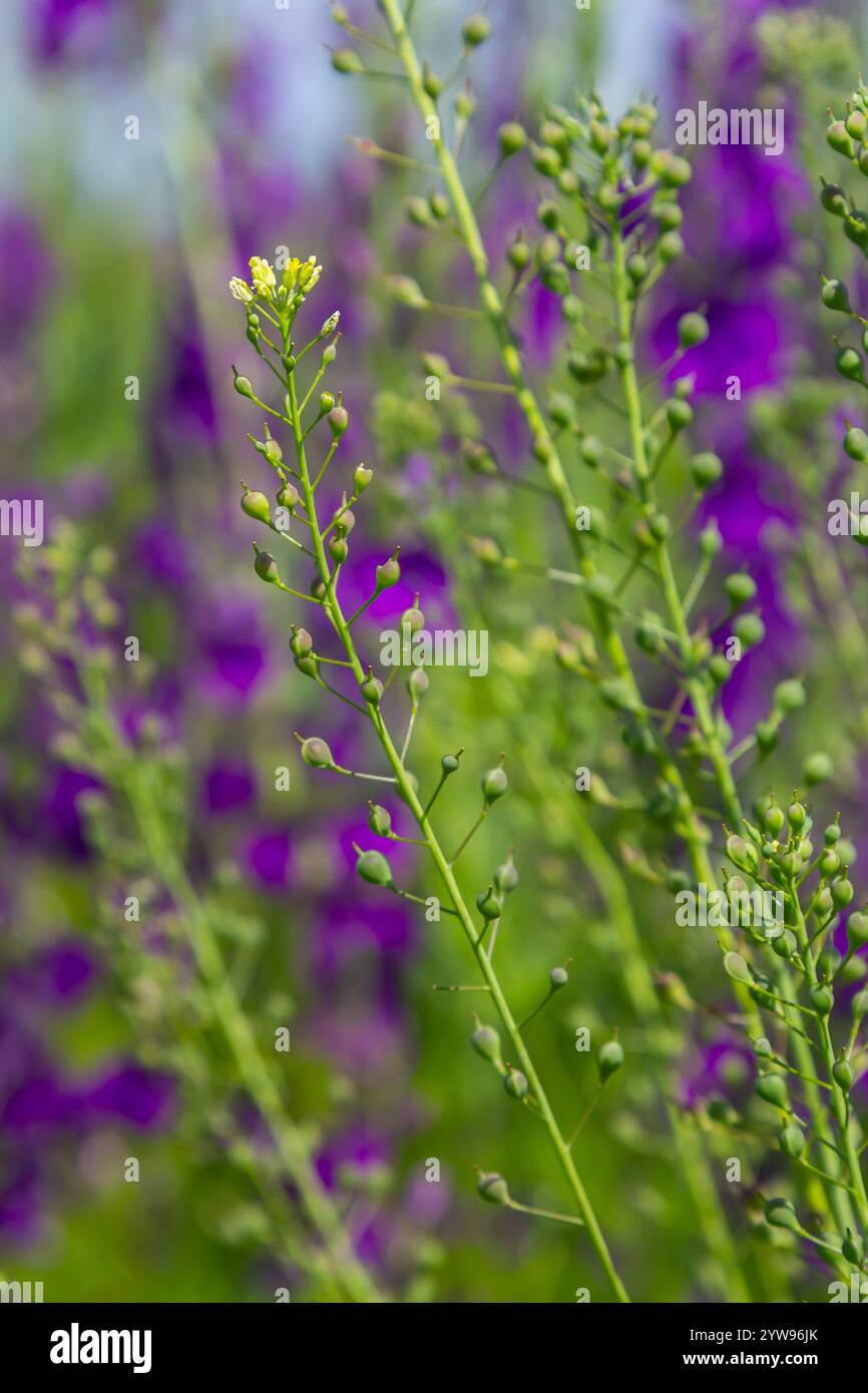 Camelina microcarpa, Brassicaceae. Wild plant shot in spring Stock ...
