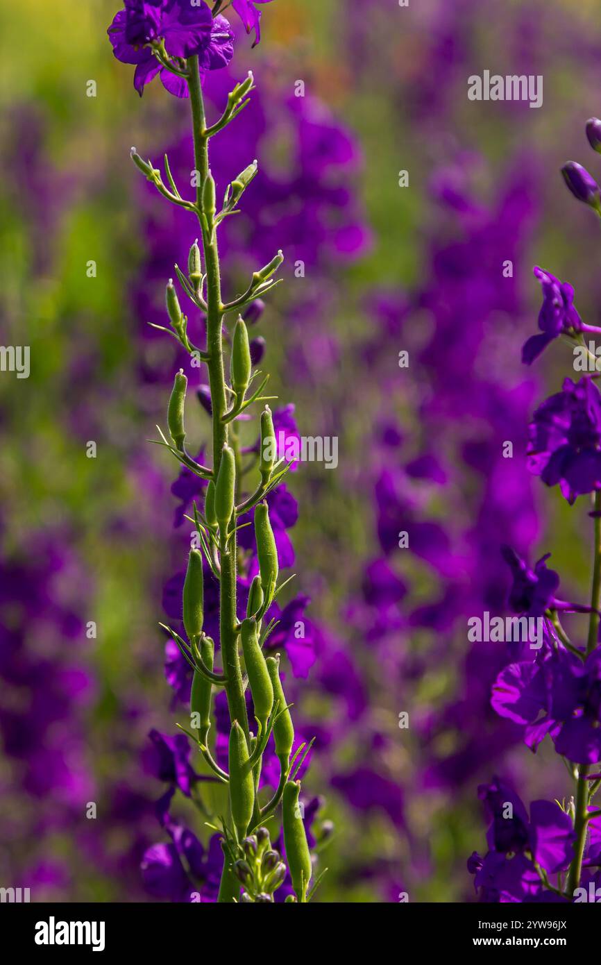 Consolida orientalis. Eastern Larkspur. Bright purple flowers on a ...