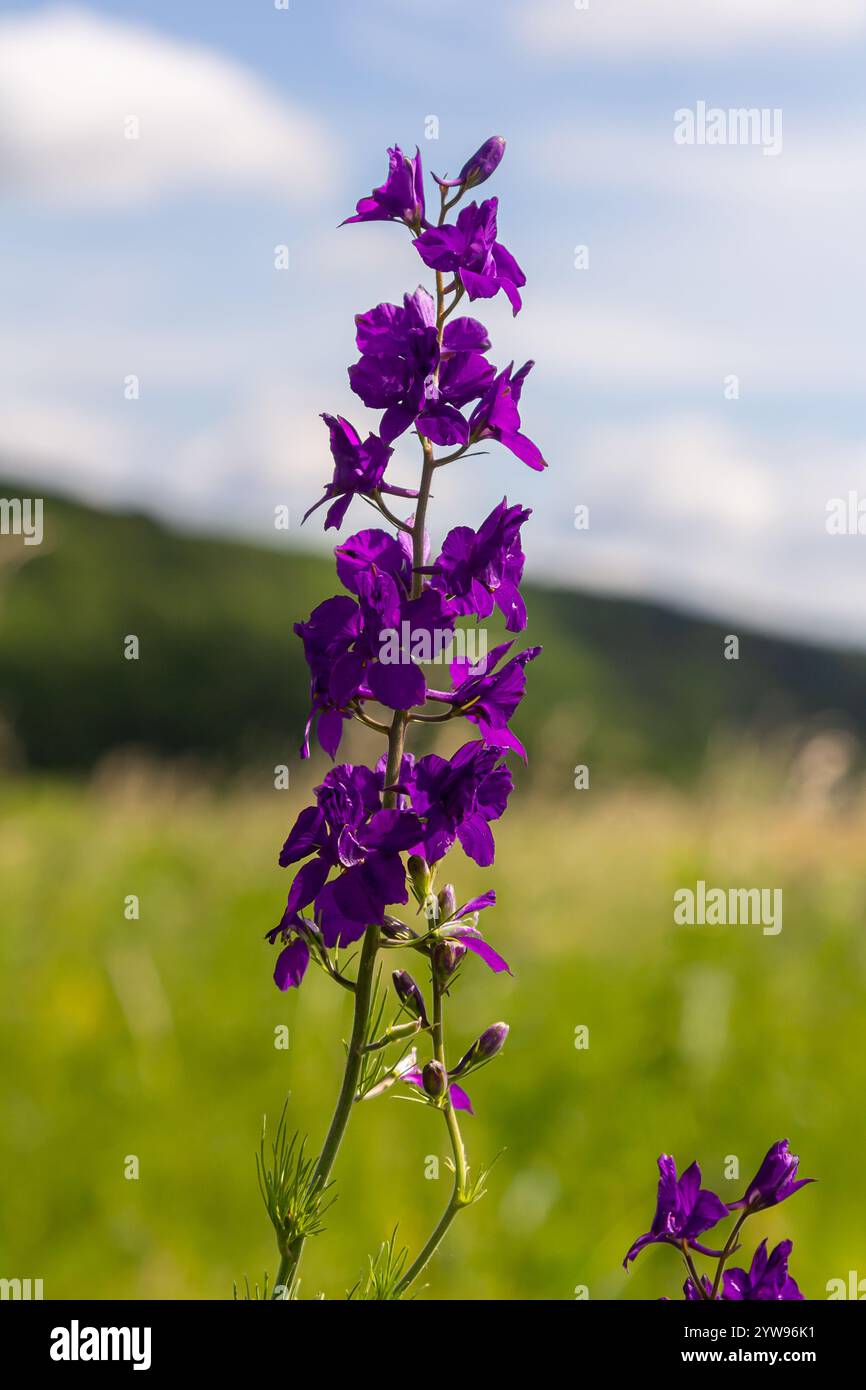 Purple violet wild flowers grass hi-res stock photography and images ...